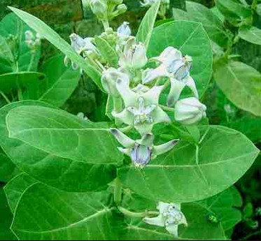 Khasiat Tanaman Widuri | Zona Tumbuhan