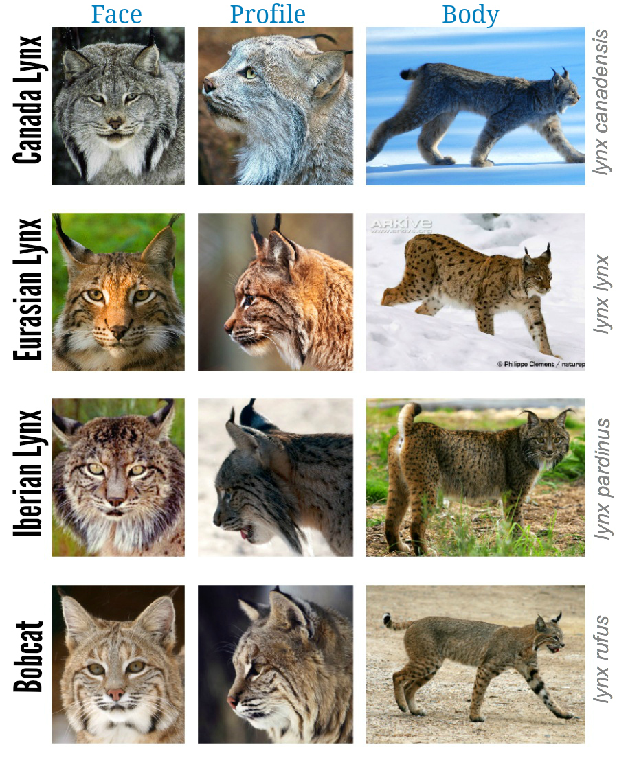 Abe's Animals: Lynx profile
