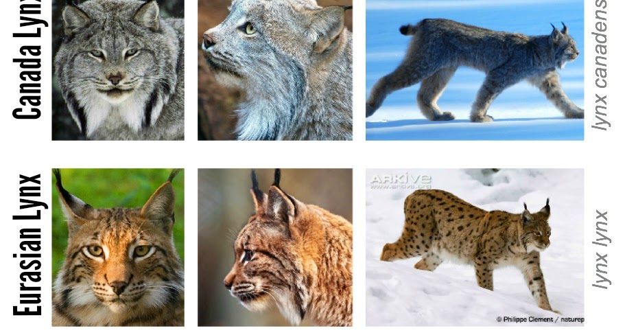 Abe's Animals: Lynx profile