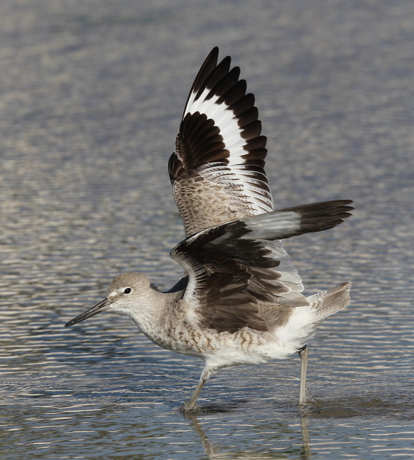 Chris Gibbins - gulls & birds
