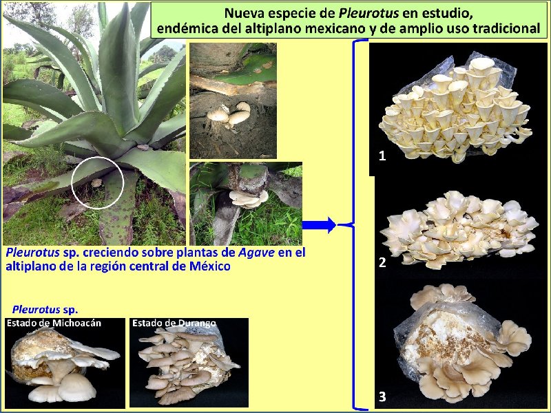 El cuexcomate: Cultivo de hongos en México 1 - Las especies y su cultivo