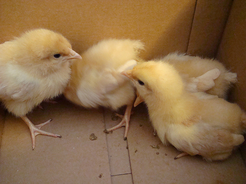 Judi's NH Chicken Quest - www.youtube.com/fbideas: Buff Orpington ...