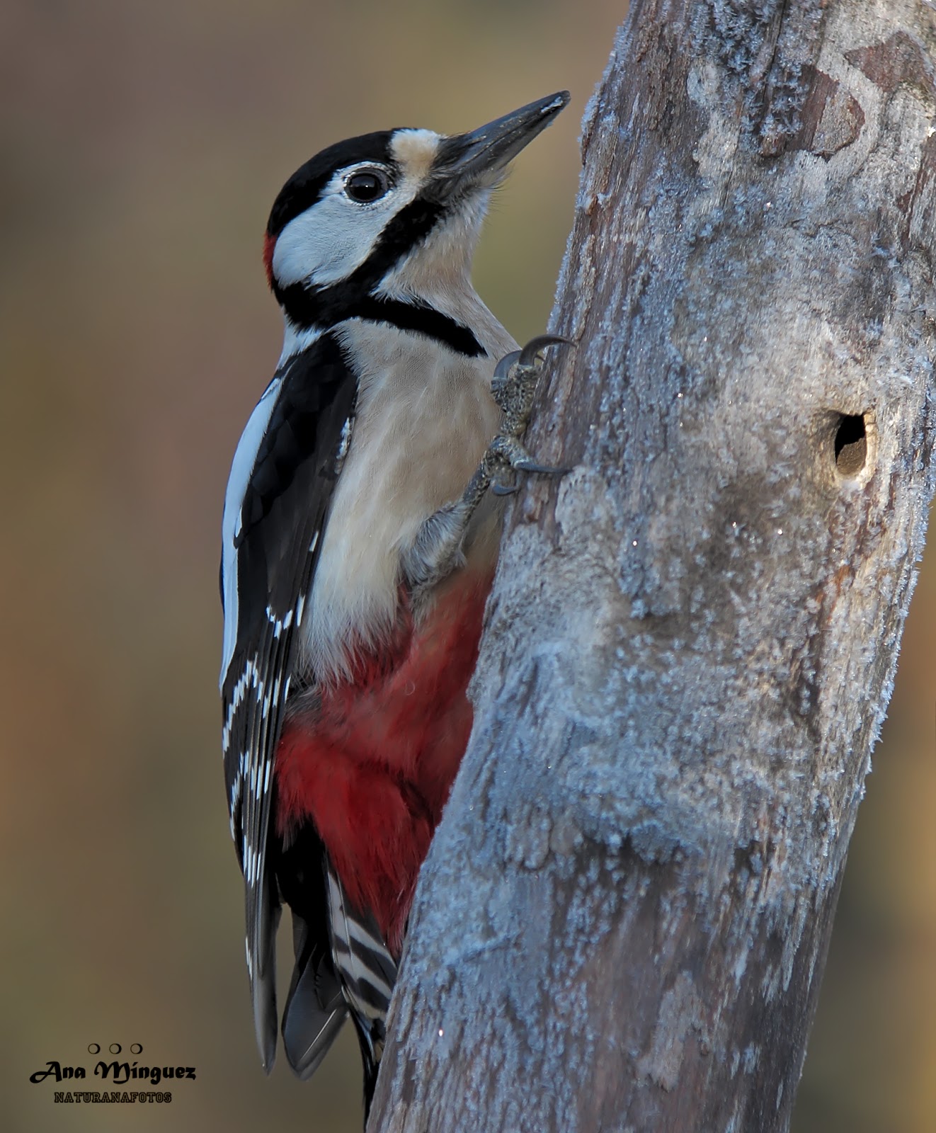 NATURANAFOTOS: febrero 2018