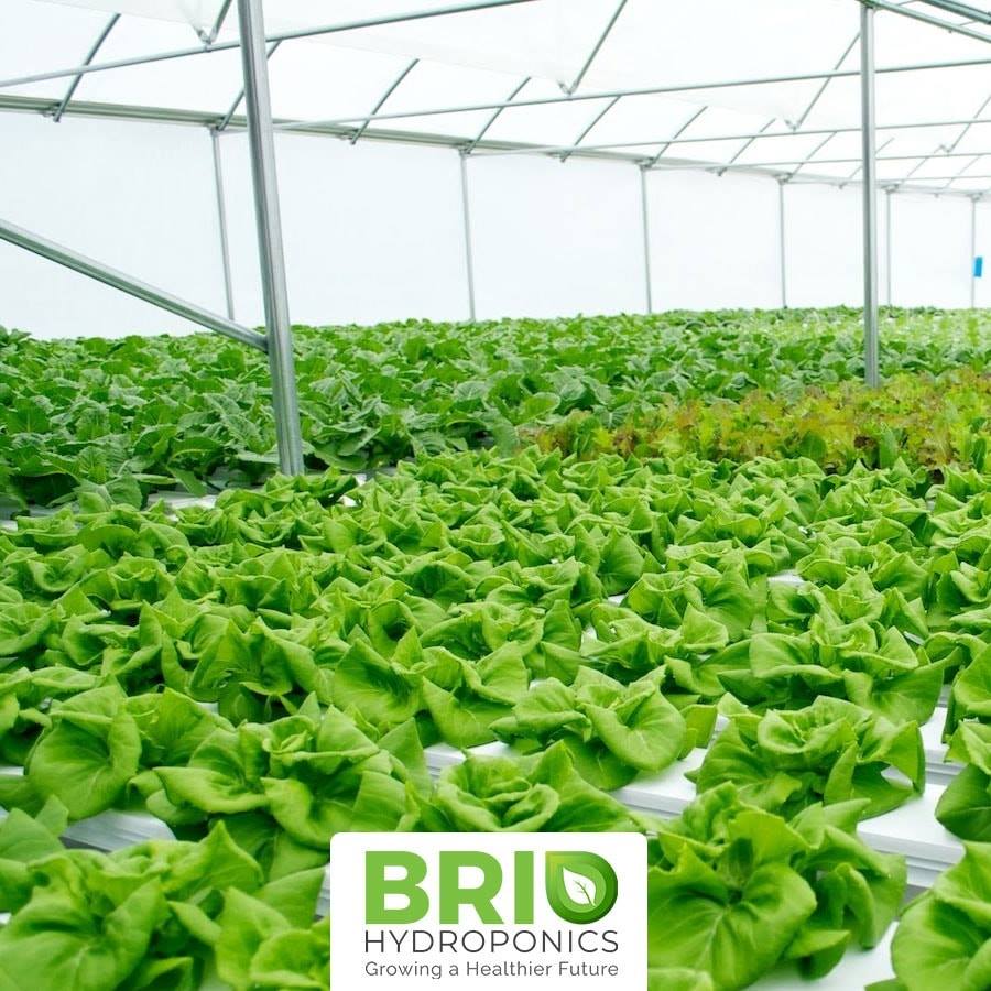 How to Make a Homemade Hydroponics System