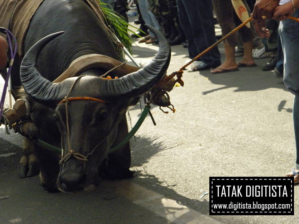 foydi finds: Stored Treasure: Wowed by the Carabaos! -- The Pulilan ...