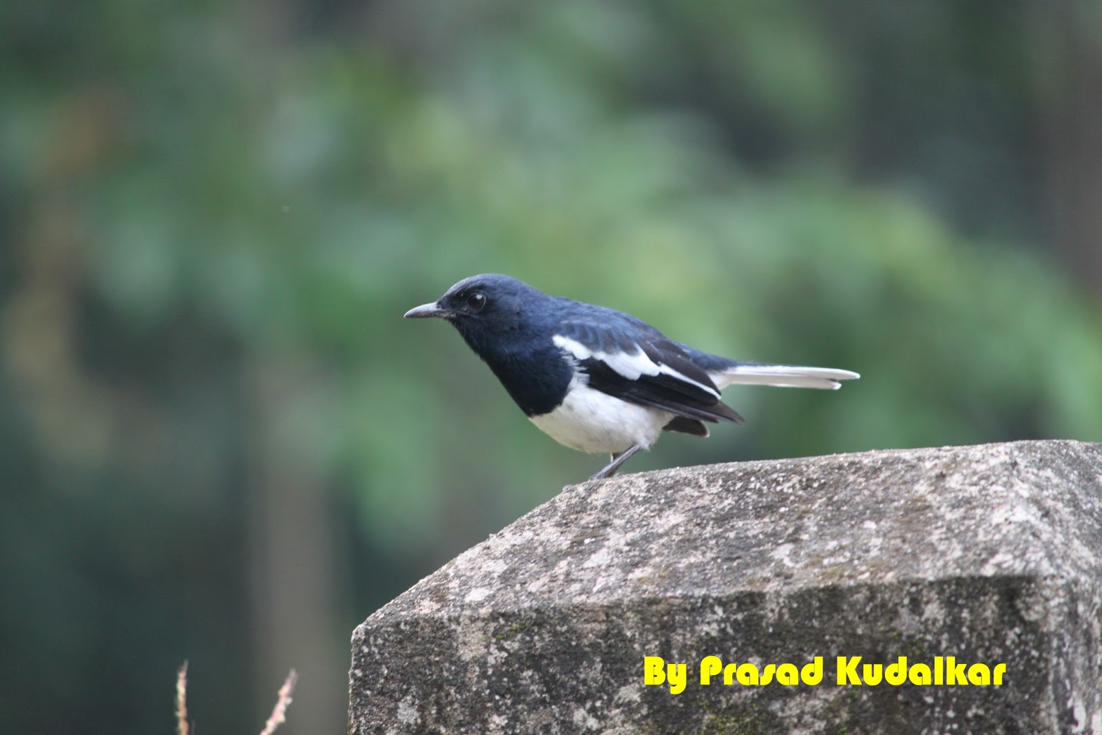 Wild Life Photography in Maharashtra: Birds in Maharashtra
