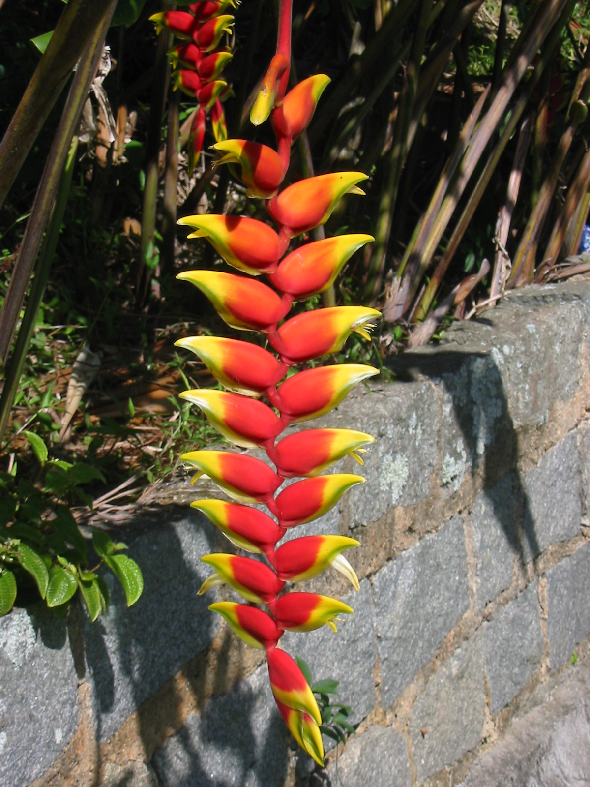 Flowers: Heliconia