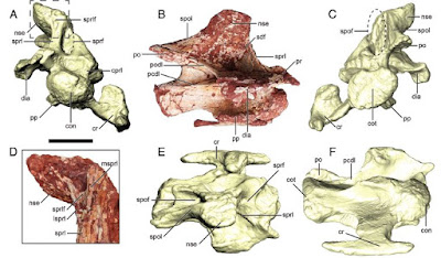 EL JOVE PALEONTÒLEG: Shingopana songwensis, el segon Titanosaure de ...