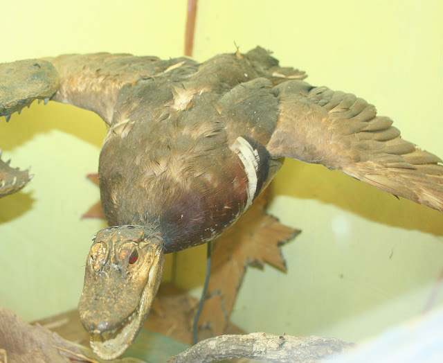 The Carpetbagger: The Abita Mystery House