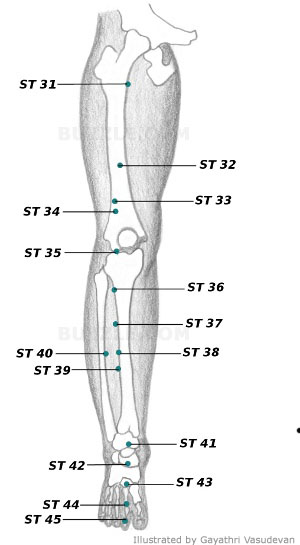 Jarum Sakti: Meridian Yang Ming Kaki/Lambung