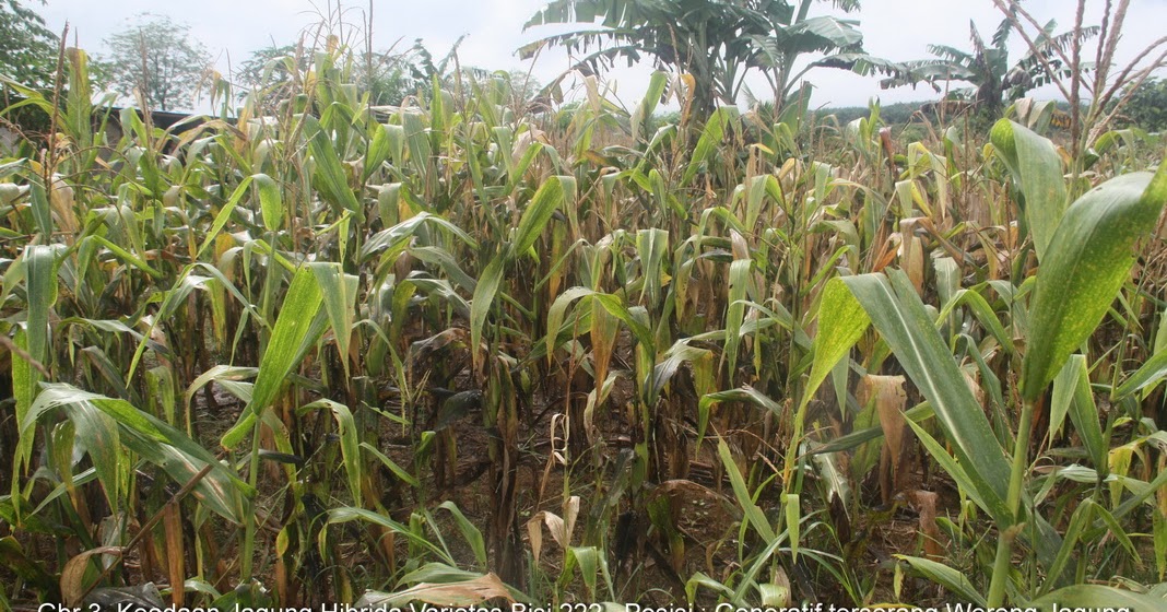 Belajar gratis untuk semua... blog Syaiful Rahman: Mengenal Hama Wereng ...