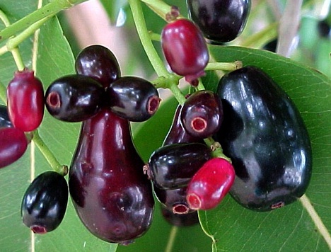 Catatan Kecil Tentang Buah: Juwet - Jamblang - Duwet - Jambu Juwat ...