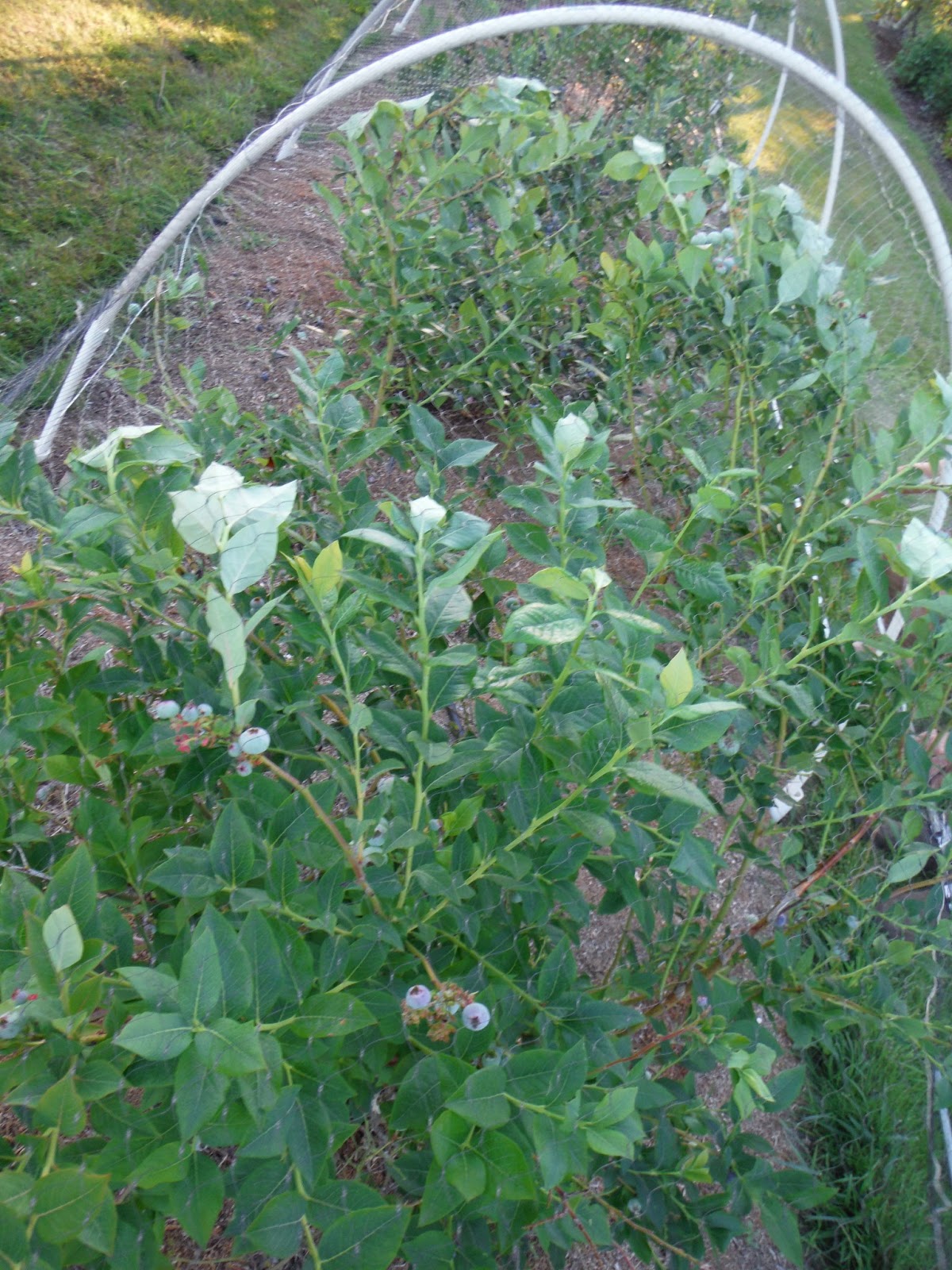 Little Farm by the Mount: How to Cover Blueberries