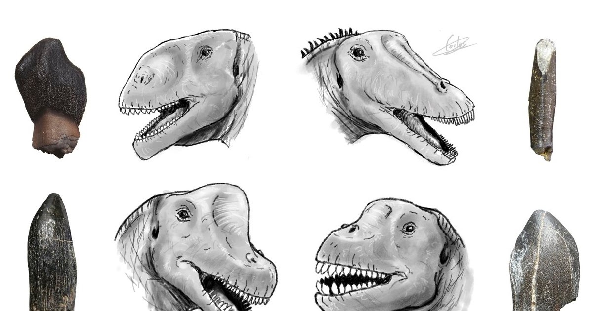 Species New to Science: [Paleontology • 2017] Sauropod Tooth ...