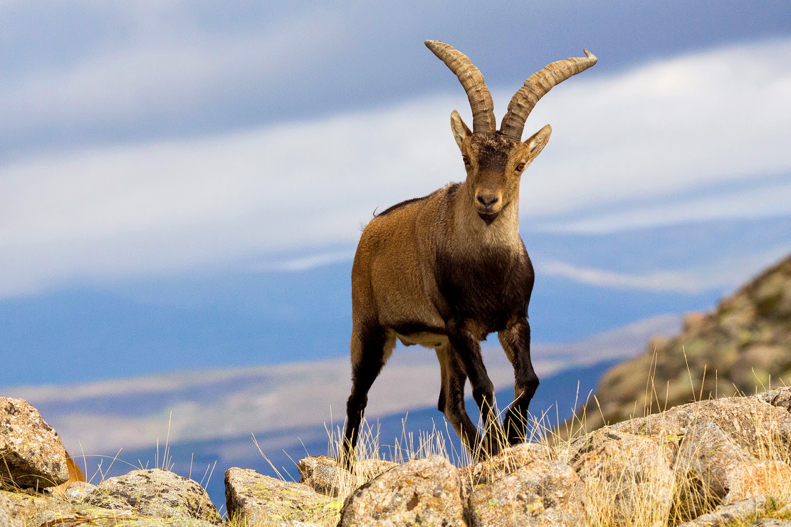 Rubén Cebrián - Fotografía de naturaleza: Cabras montesas en Gredos