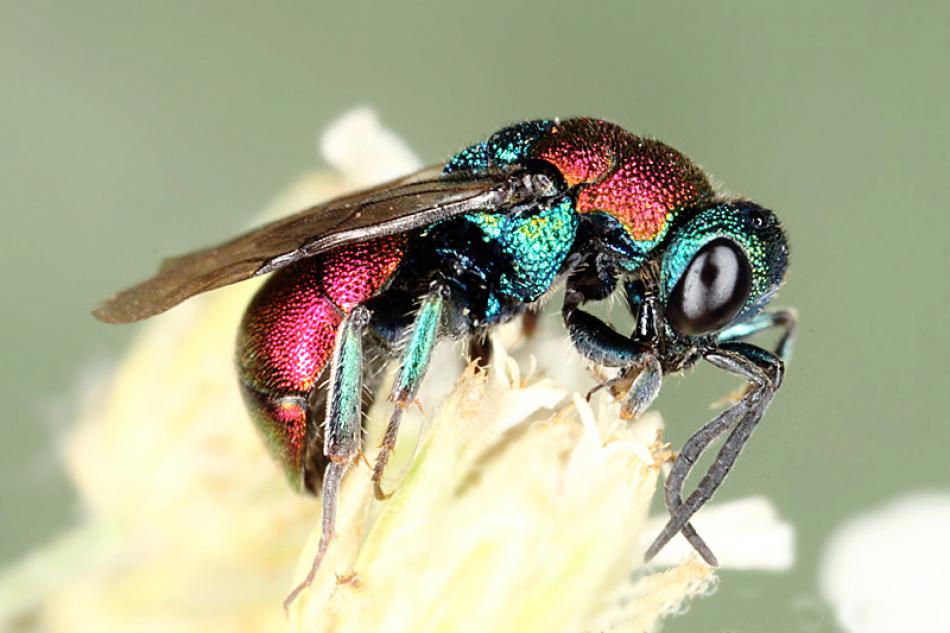 Variety of Life: Chrysididae