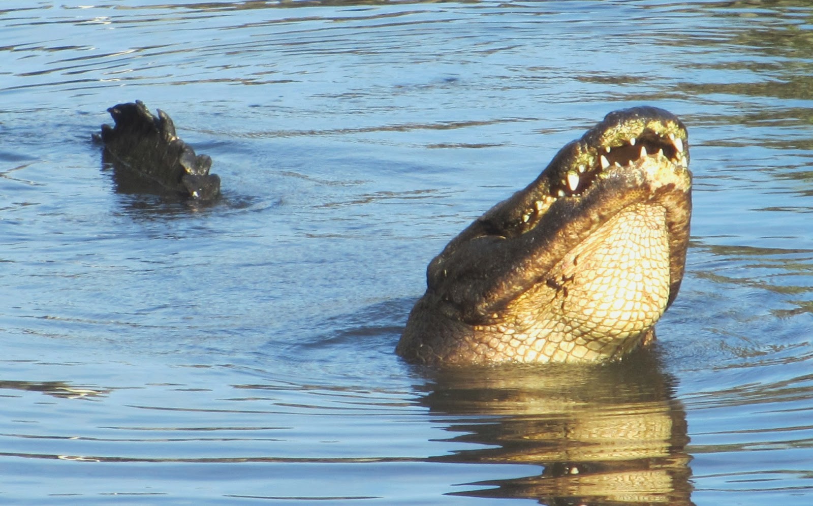 Cannundrums: American Alligator - Florida