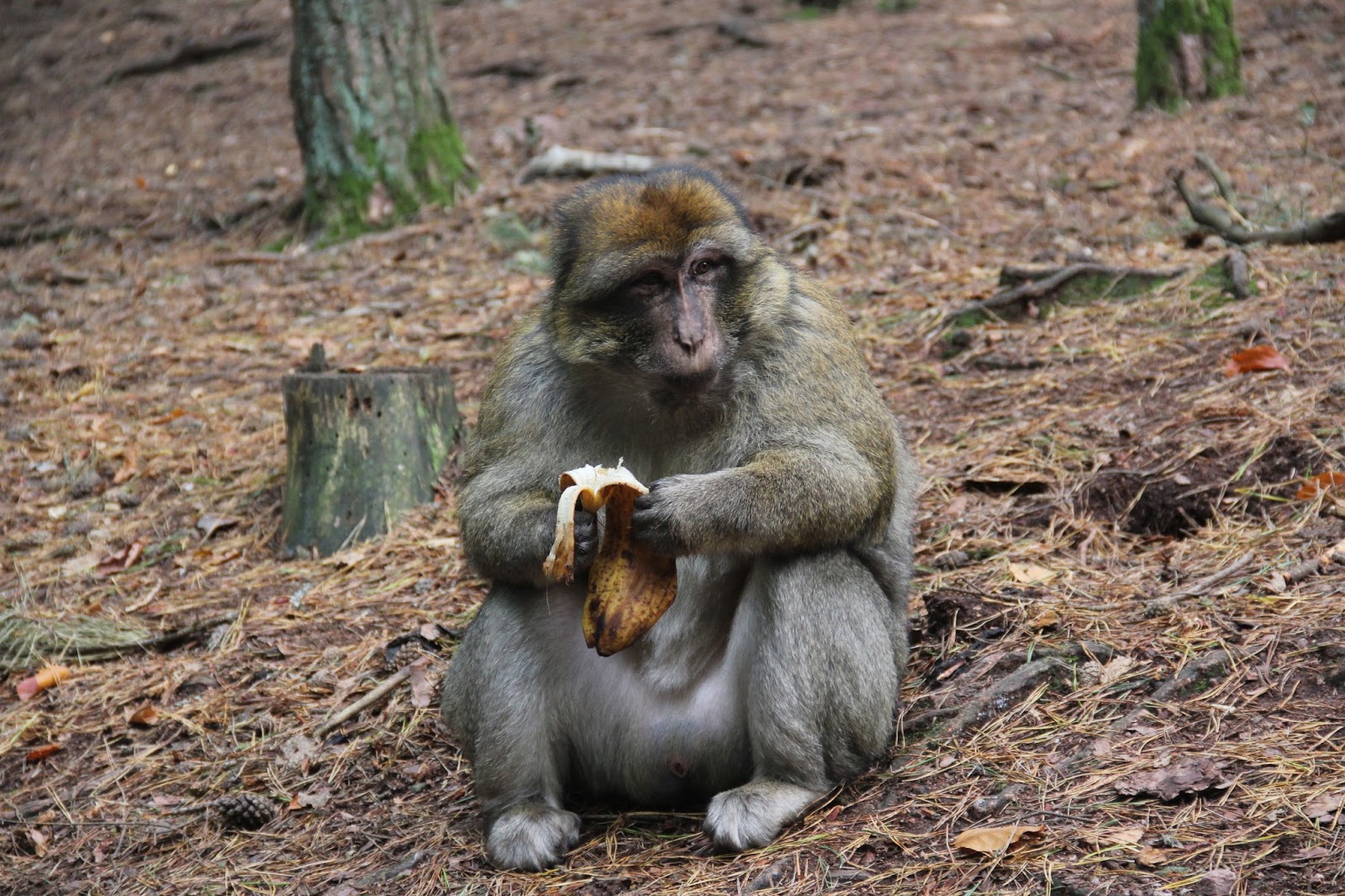 Larson Life: Monkey Mountain and Colmar, France