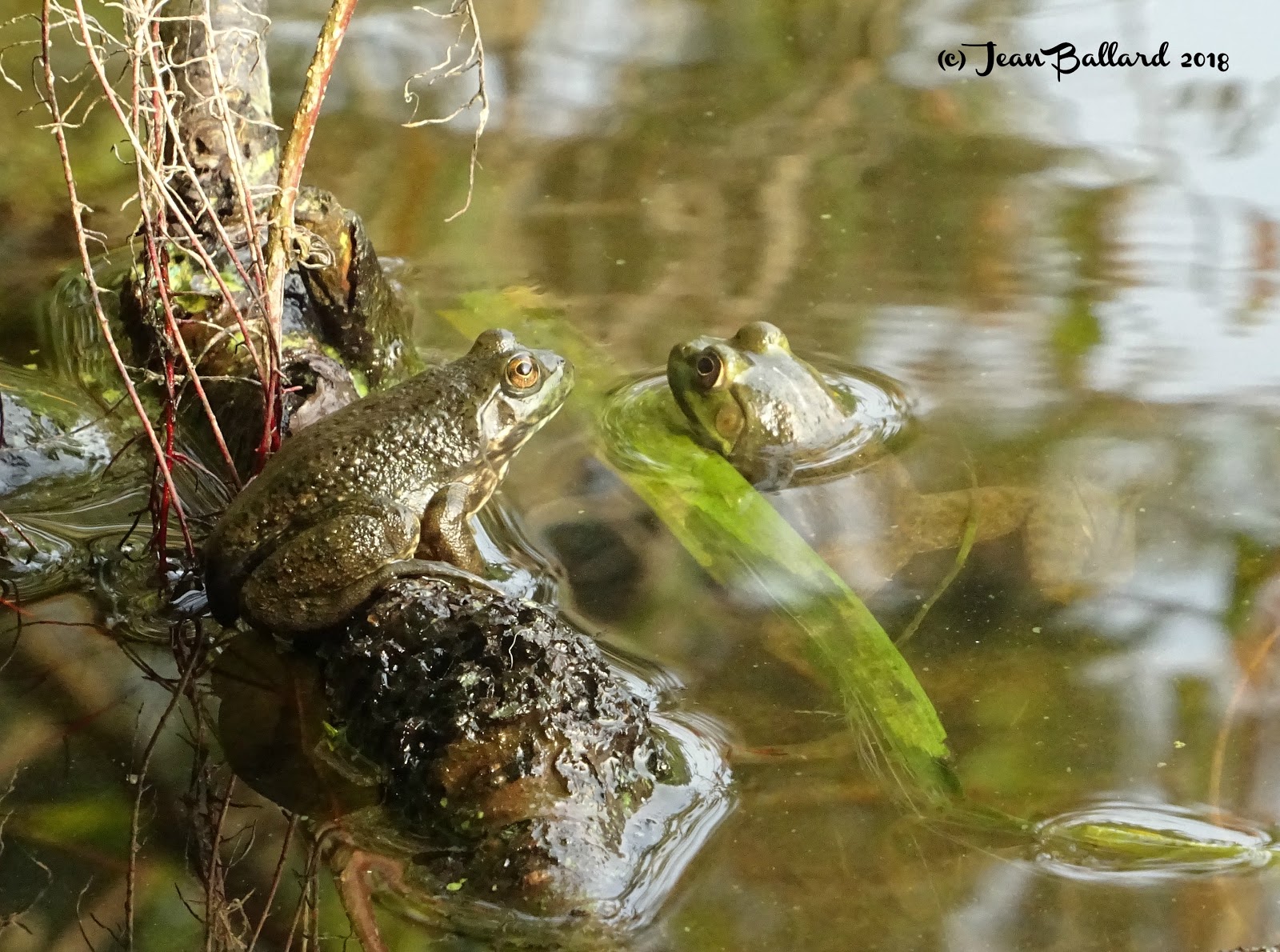 My life with the critters: Frog friends and their habitat