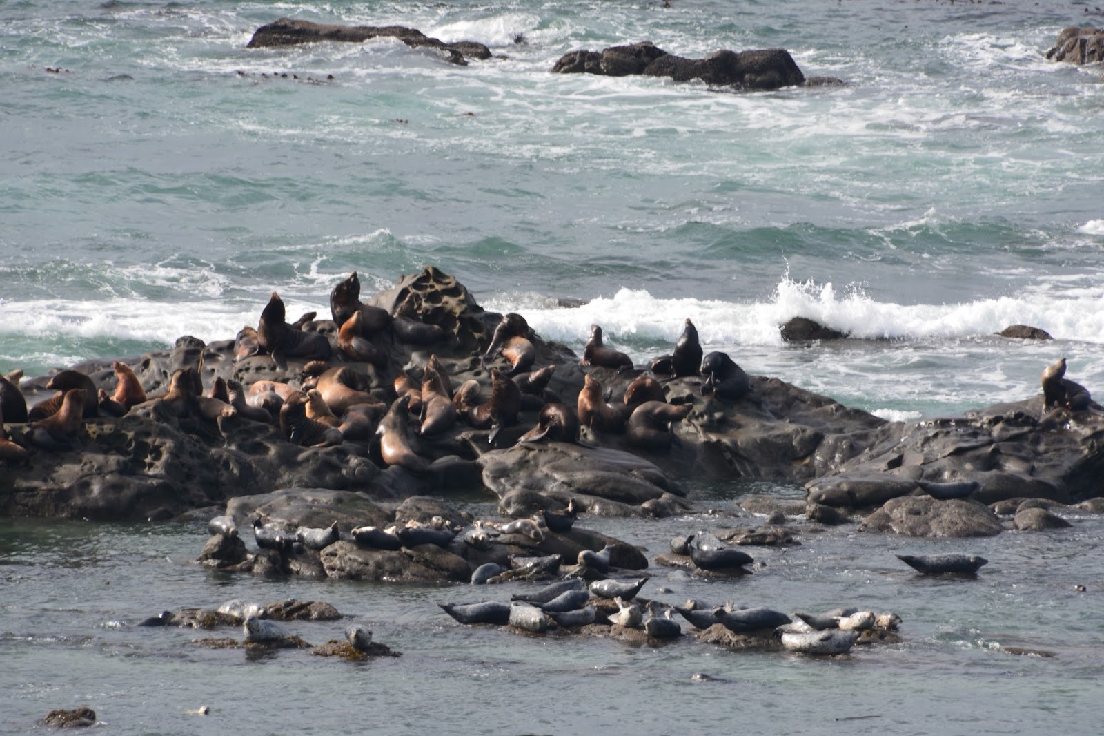 venturing4th: Haul-out at Simpson Reef