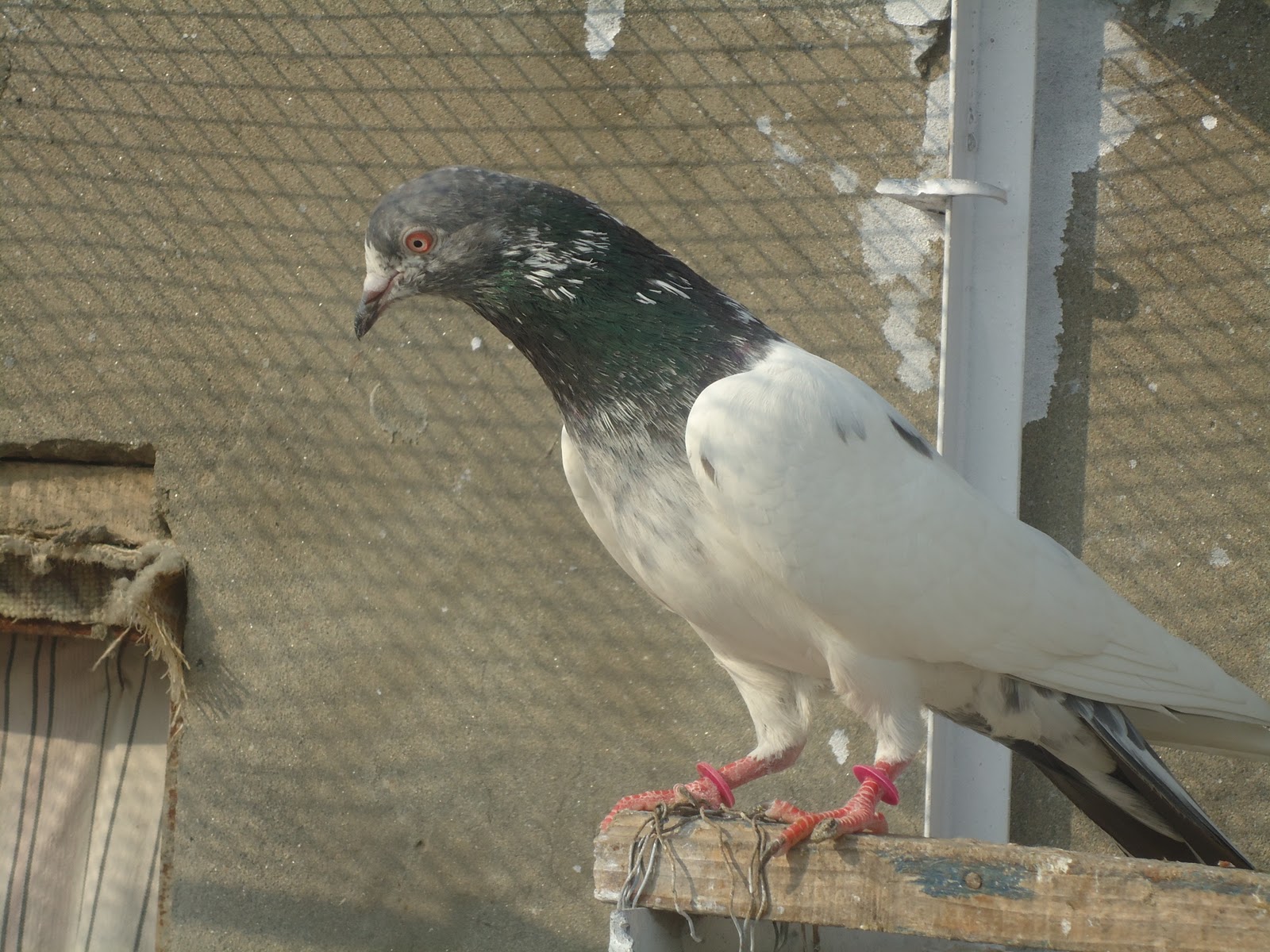 Pigeons | Kabootar Baaz | Pigeons Photos: Pakistani High Flying Tipplers