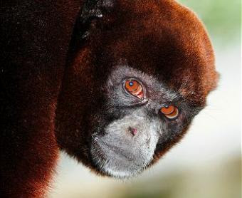 PLAAN : Mono Choro de Cola Amarilla - Oreonax flavicauda