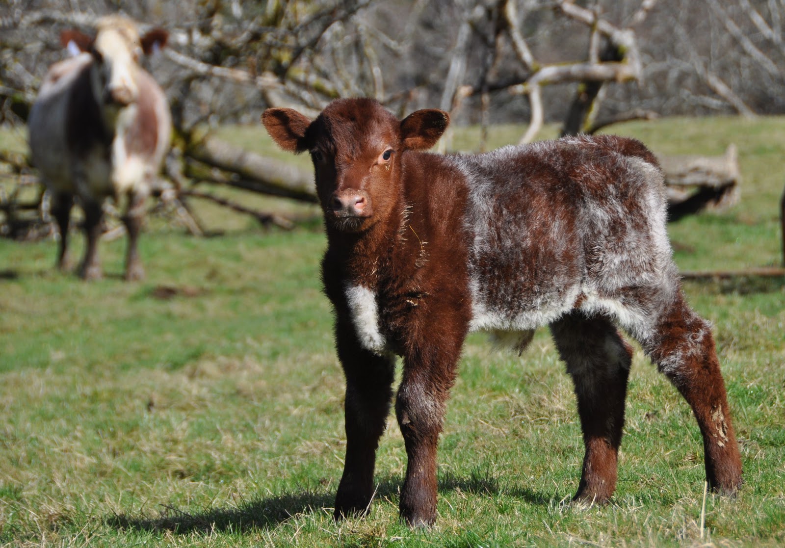 Calf Wallpaper | hd wallon