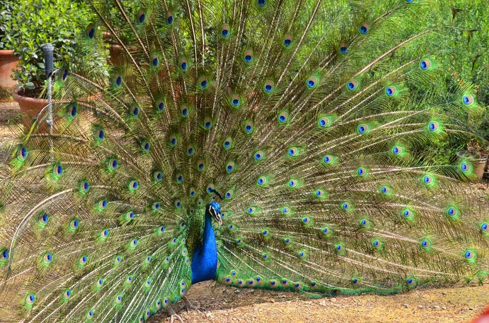 Mindless Joy: 3 Things to Look Forward to When Traveling to Spain