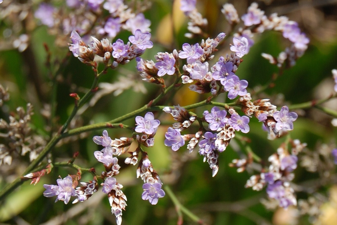 Plantas: Beleza e Diversidade: Limónio (Limonium vulgare)
