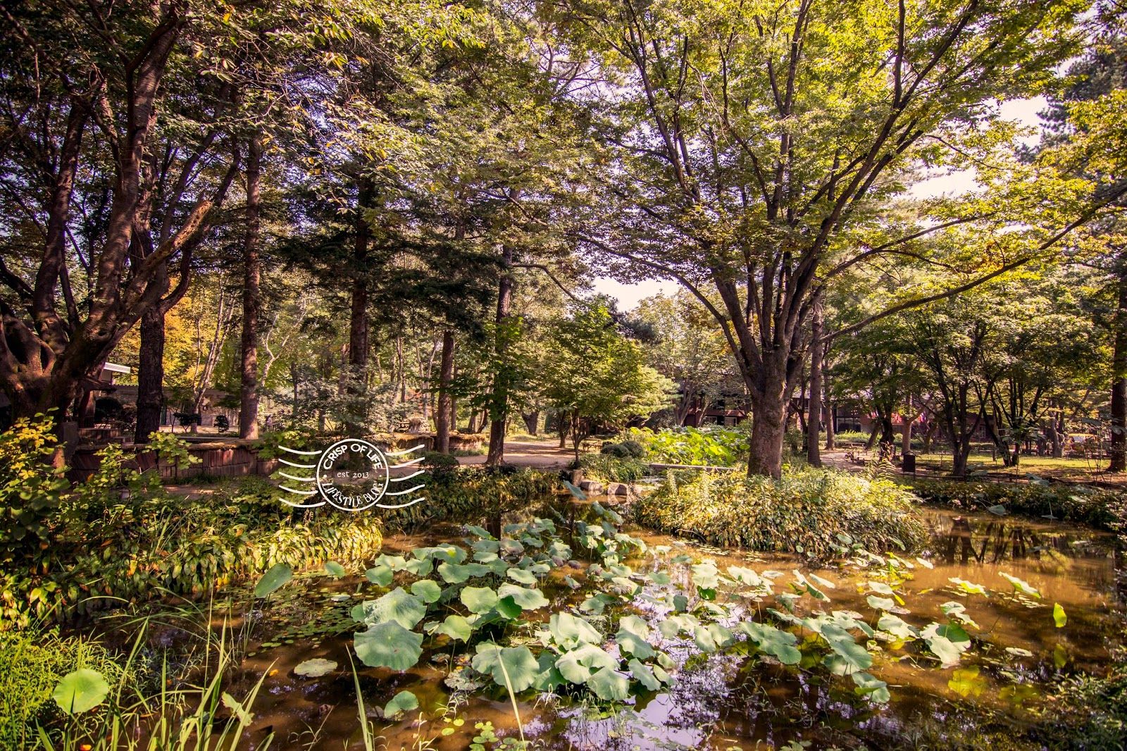 Nami Island & Garden of Morning Calm Tour @ Korea [sponsored/Trazy.com ...