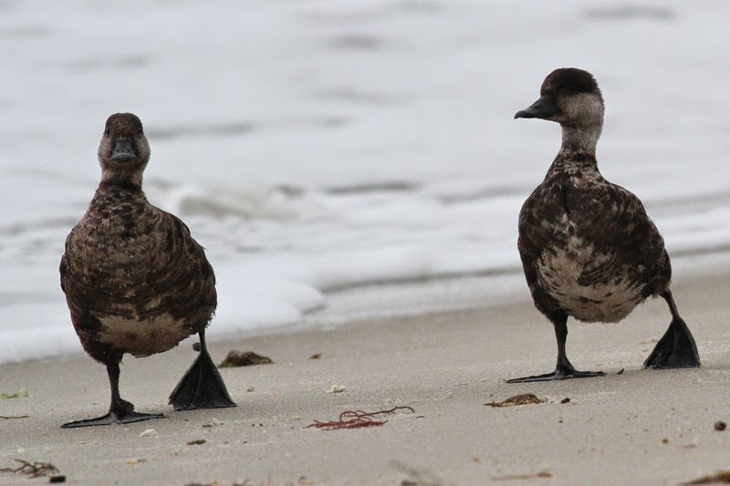View from the Cape: Ducks - like you never saw them before!