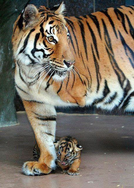 Amazing World: Handicapped tiger mommy