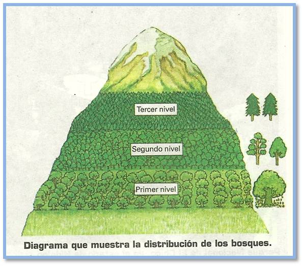 Geografía de México: 2.2 Los Bosques