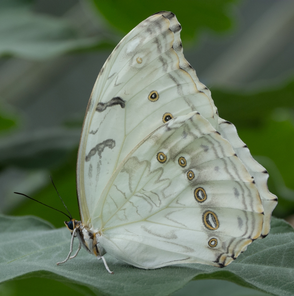 Totul despre fluturi: Morpho polyphemus / White Morpho