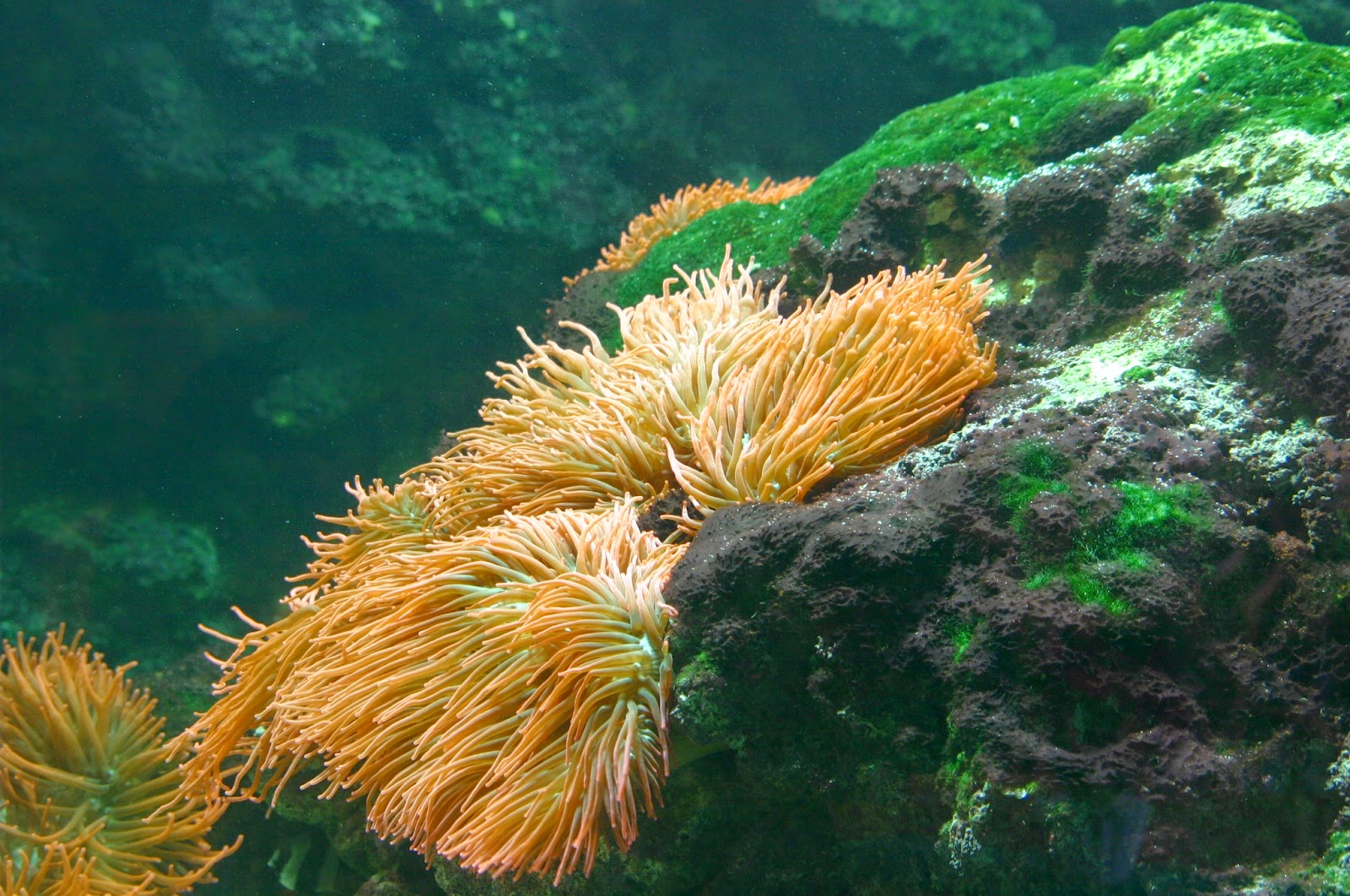 Tageshaiku: anthozoans