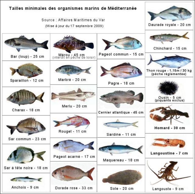 Le blog de la Coudoulière: Pêche en mer : marquages et tailles des poissons