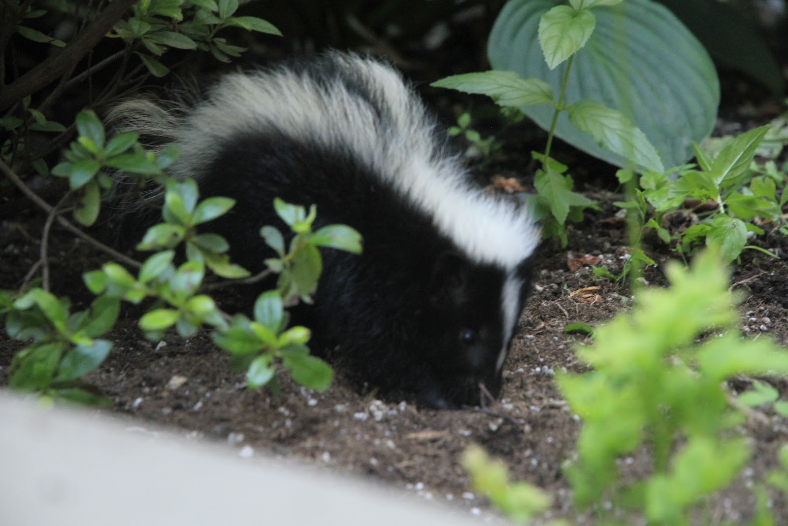 Snailia: Baby Skunks!