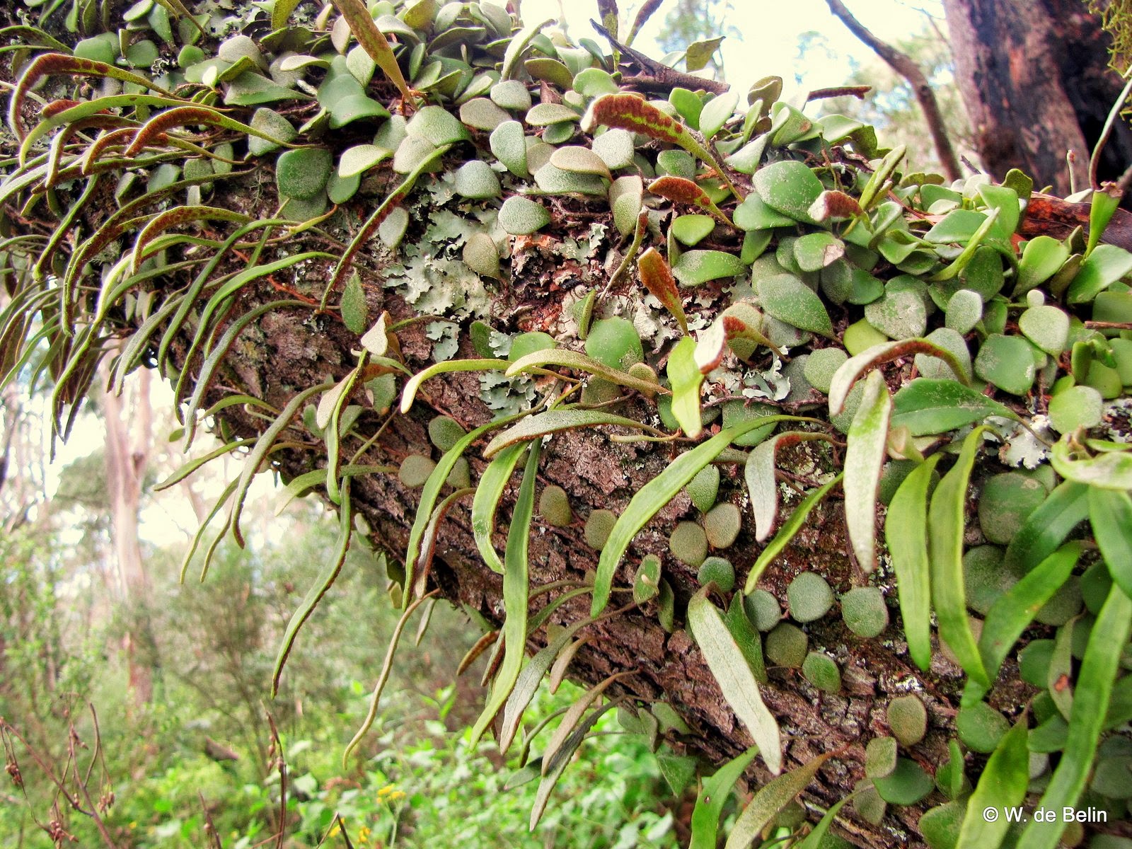 Sydney's Wildflowers and Native Plants: Pyrrosia rupestris - Rock Felt ...
