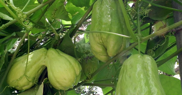 Konsep 81+ Jenis Tanaman Labu