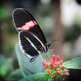 Pixie Hill: Butterflies, Specimens and Inspiration