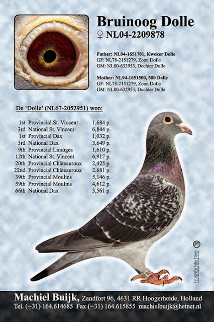 nieripigeons-Holanda racing pigeons: Martha Van Geel SIEMPRE VIGENTE.