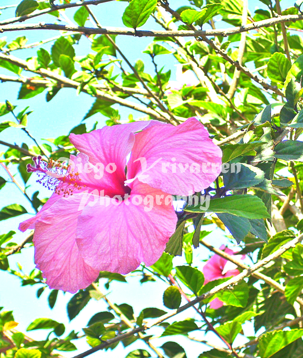 Diversidad Fotográfica: Flora peruana