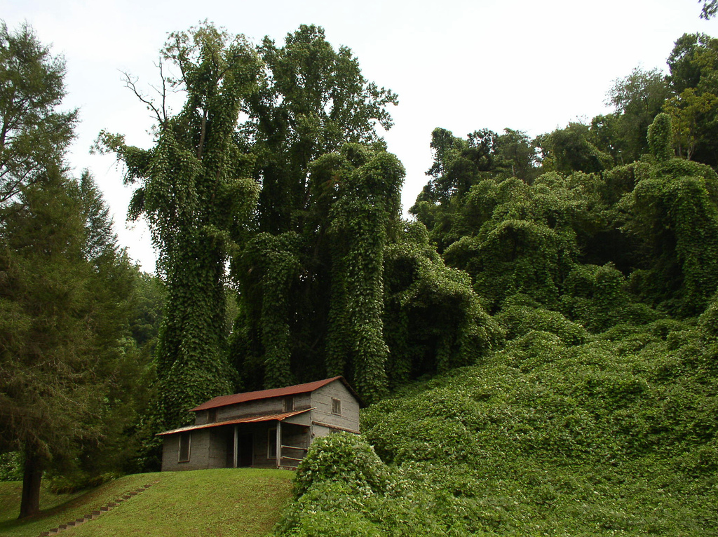 The Carpetbagger: Kudzu