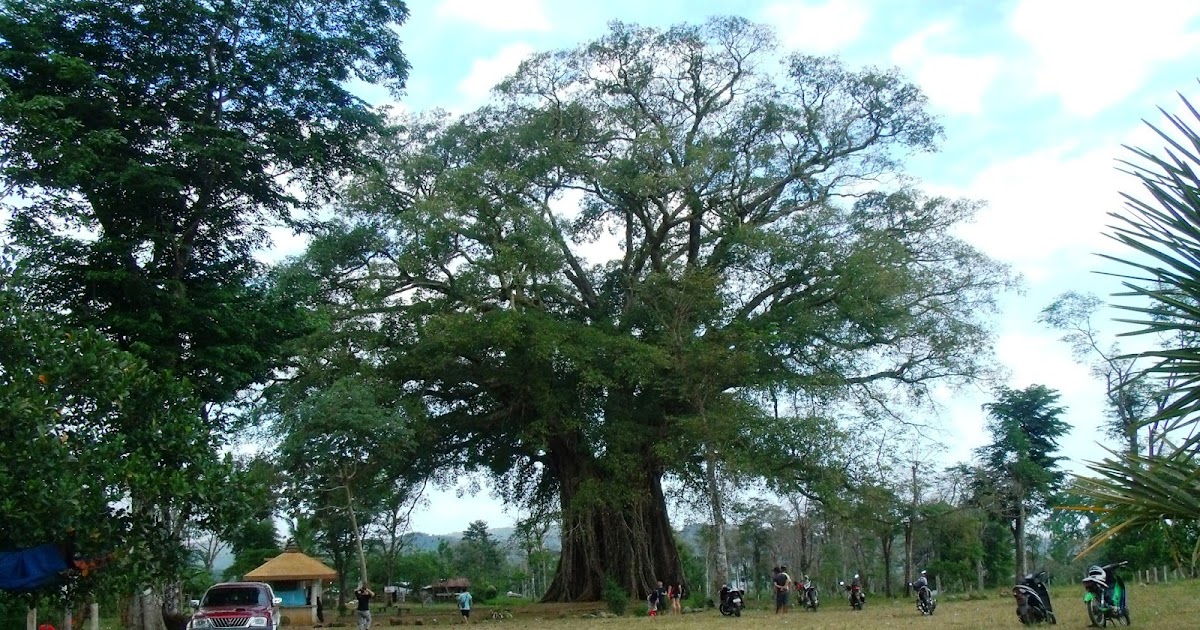 BALETE TREE of Canlaon CIty | Negros Oriental