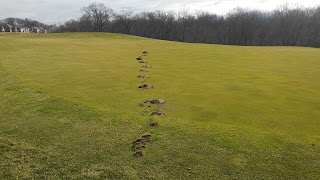 Des Moines IA Mole Control