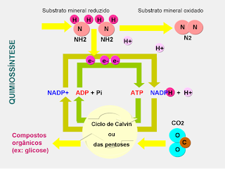 A magia da ciência: A Quimiossintese