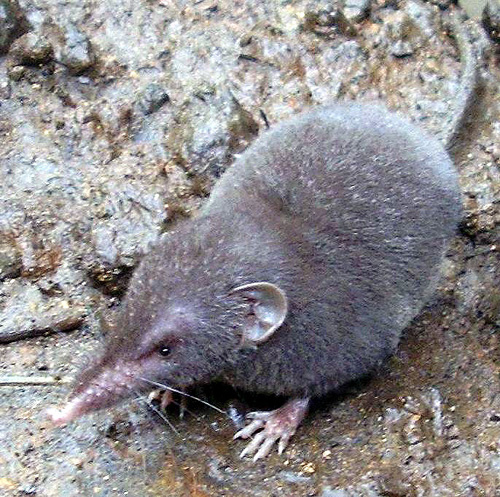 TV Canal 7 - Imagens em Vídeos, Fotos e Fatos: Megera de São Tomé. Você ...