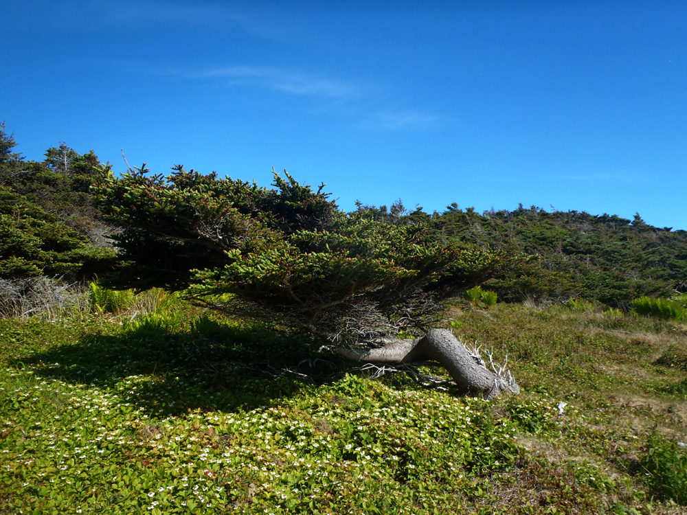 My Newfoundland Kayak Experience: Great Colinet Island (2016) Part 2