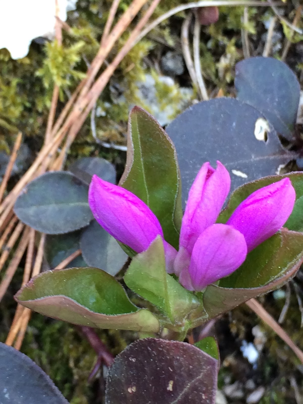 West Virginia Native Wildflowers-The Big Year, 2013: West Virginia ...