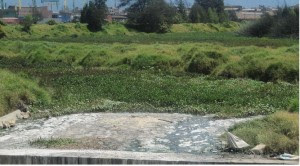 HUMEDALES DE BOGOTA: HUMEDAL JUAN AMARILLO O TIBABUYES